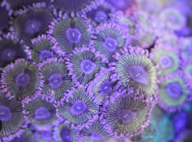 Pink Elephant Zoanthid – Addictive Corals