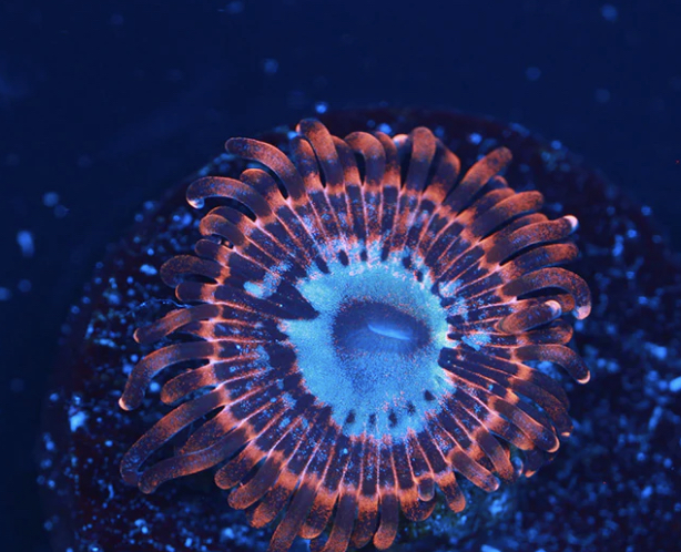 Utter Peace Zoanthid – Addictive Corals